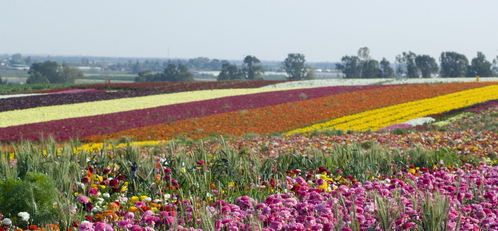 Our Team – Guardian Capital